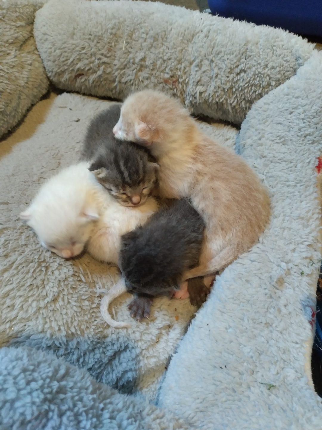 Don’t Kit-Nap Those Kittens! – Animal Friends Rescue Project