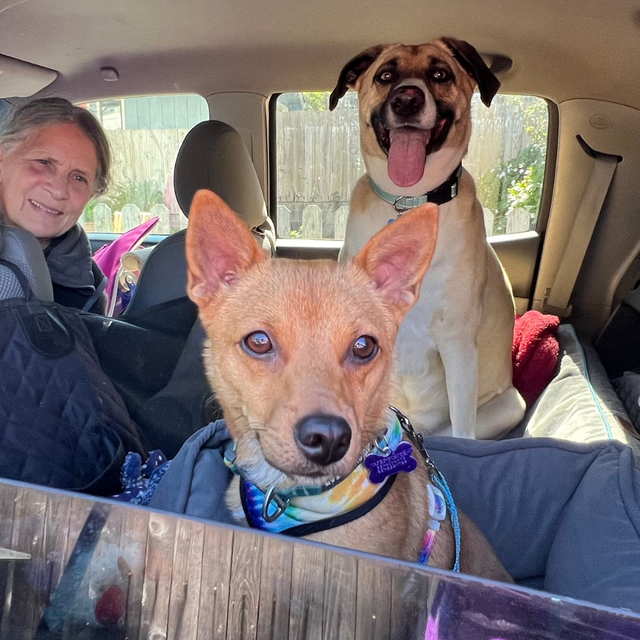 Animal Friends Rescue Project