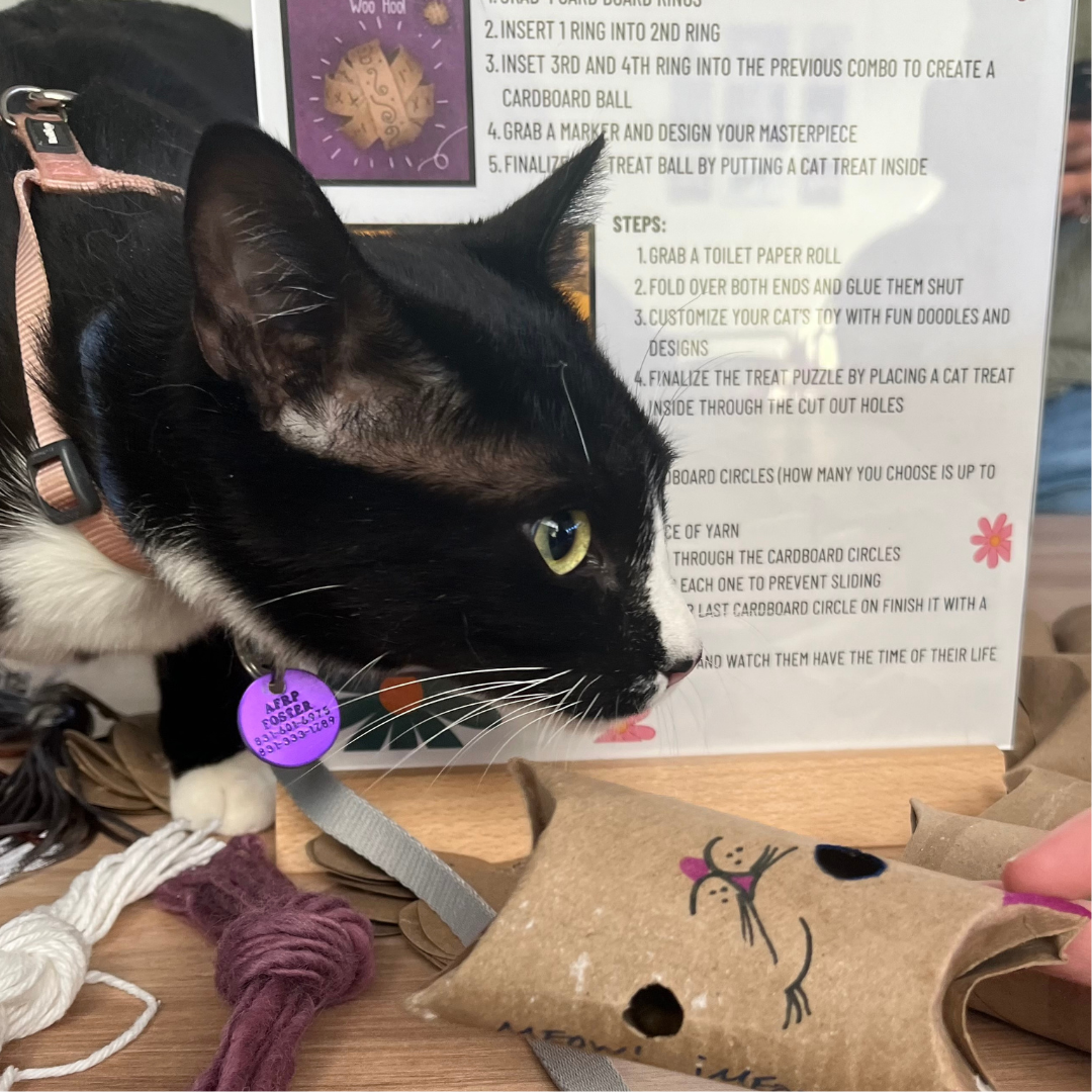 Kitten Shower Report – Animal Friends Rescue Project