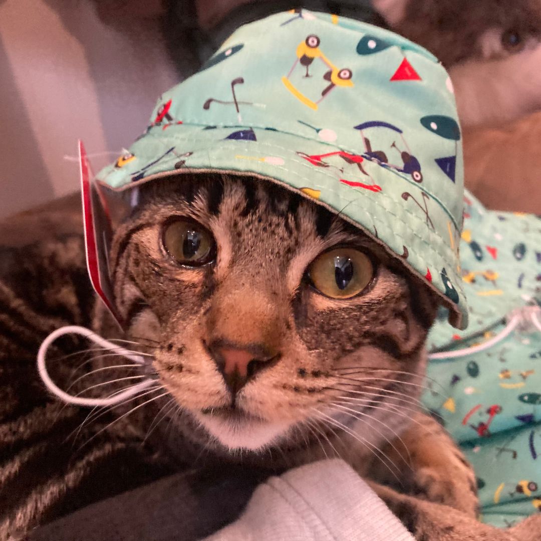 Trixie vibes 🤙 – Animal Friends Rescue Project