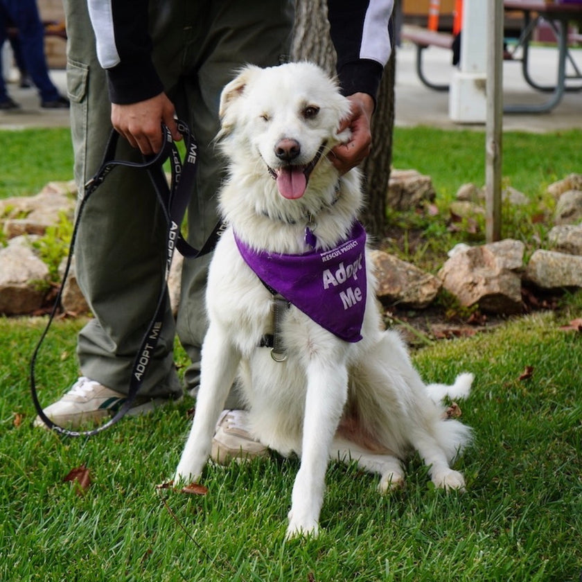 Animal Friends Rescue Project