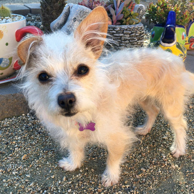 Animal Friends Rescue Project