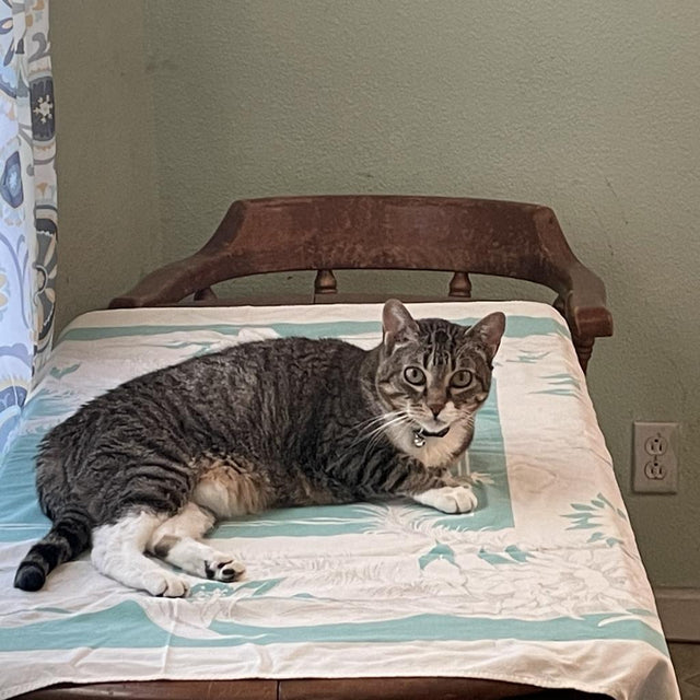 Animal Friends Rescue Project