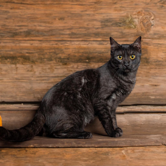 Become a Foster – Animal Friends Rescue Project