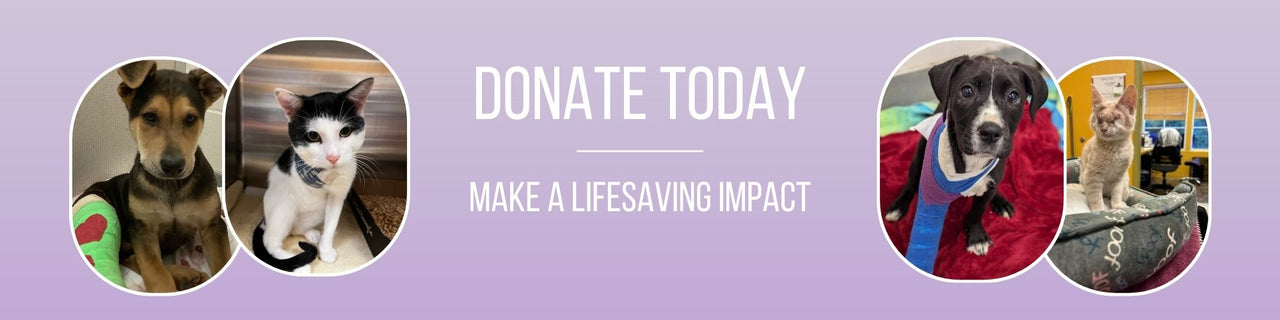 Animal Friends Rescue Project