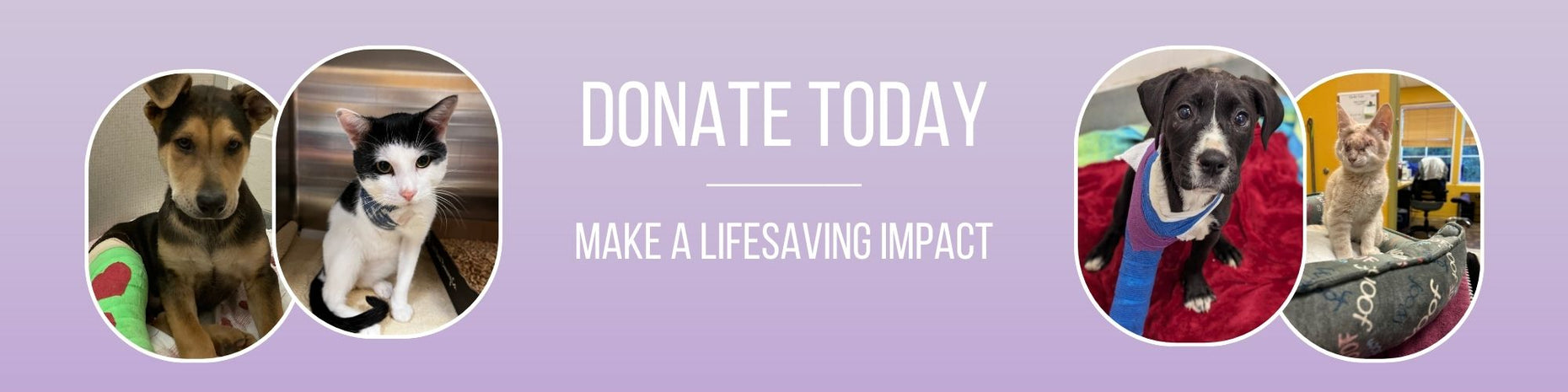 Animal Friends Rescue Project