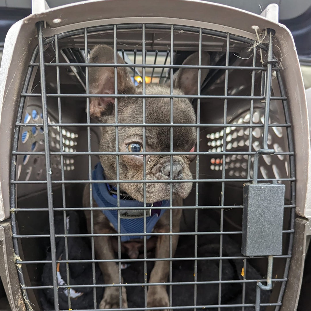 Animal Friends Rescue Project