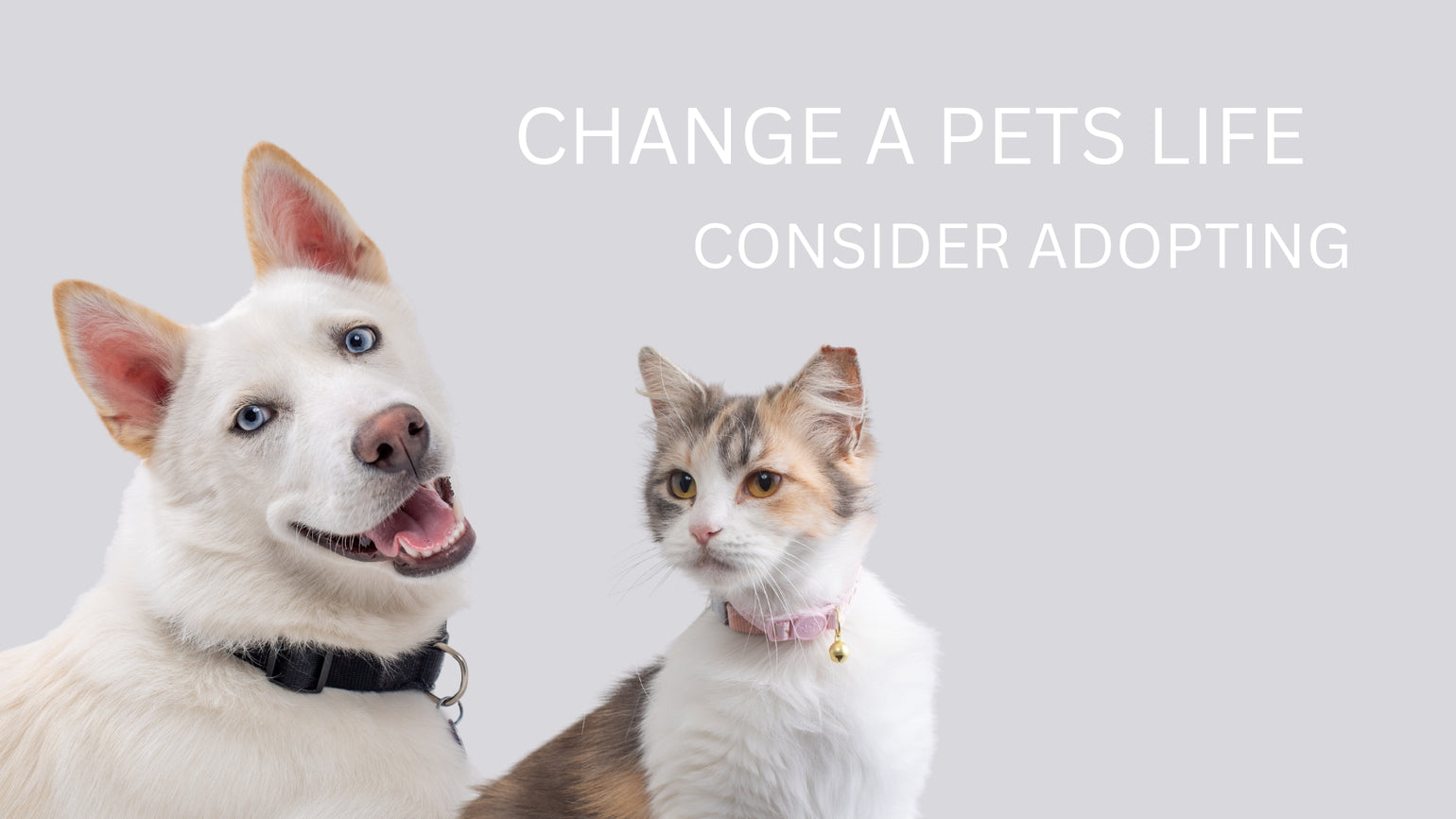 Animal Friends Rescue Project