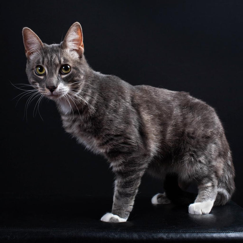 Animal Friends Rescue Project