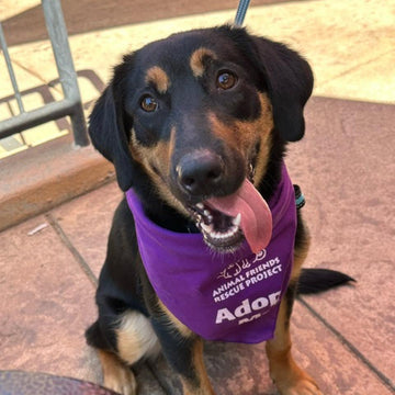 Animal Friends Rescue Project