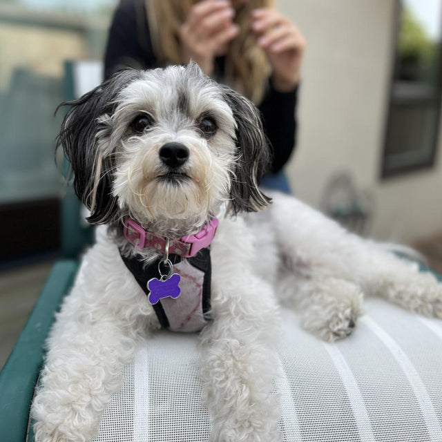 Animal Friends Rescue Project