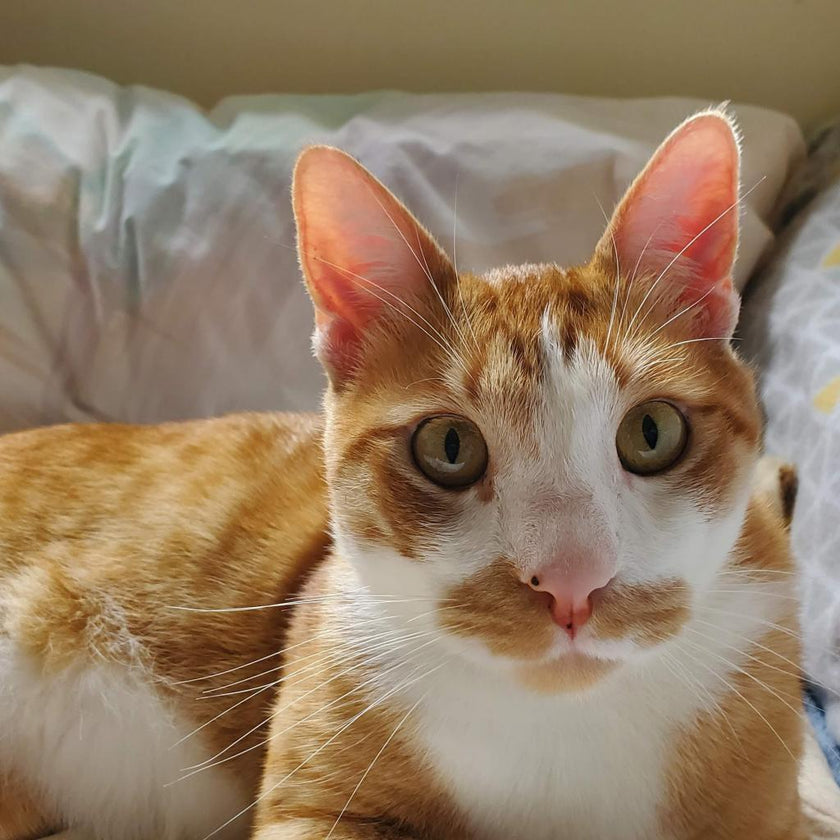 Animal Friends Rescue Project