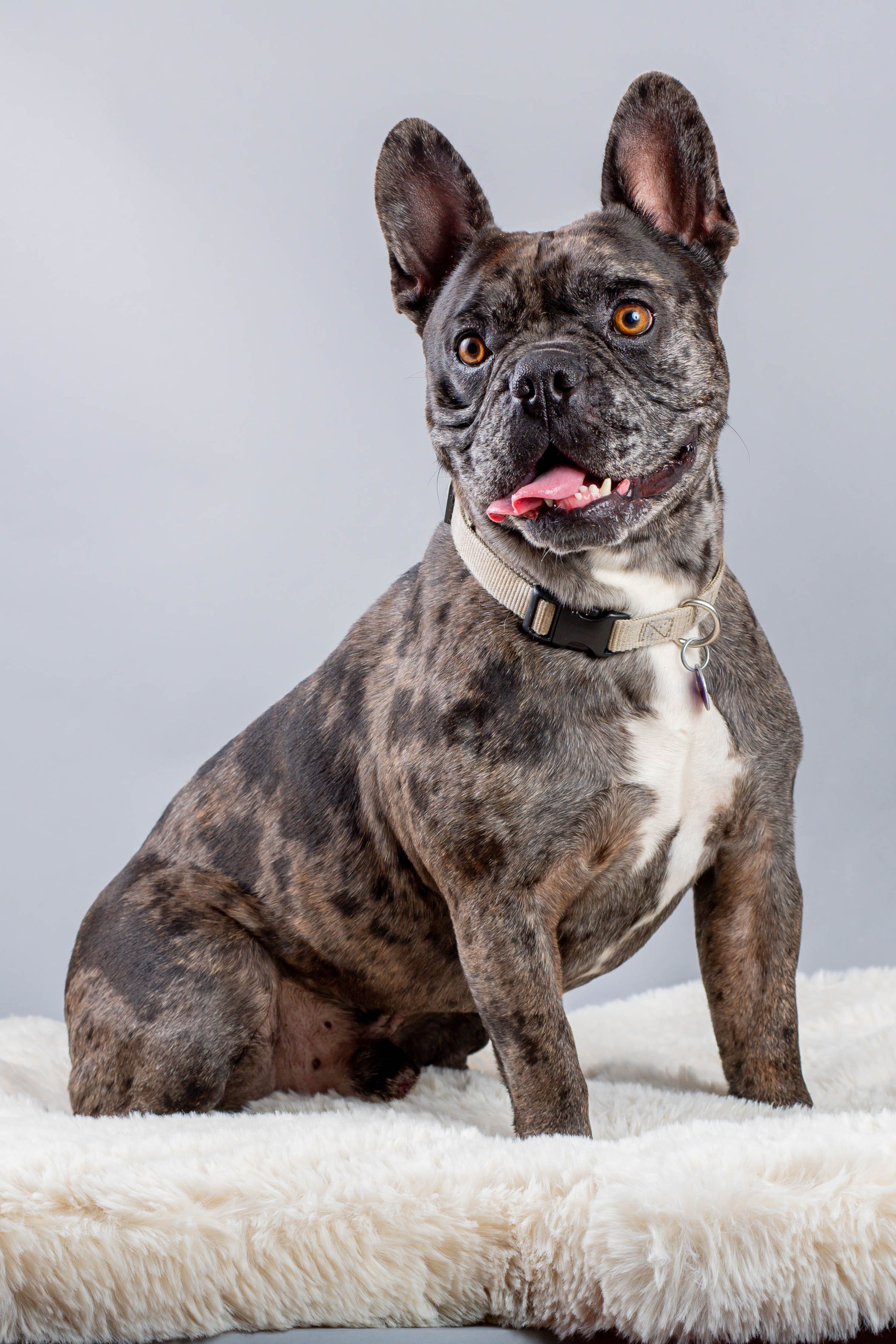 Become a Foster – Animal Friends Rescue Project