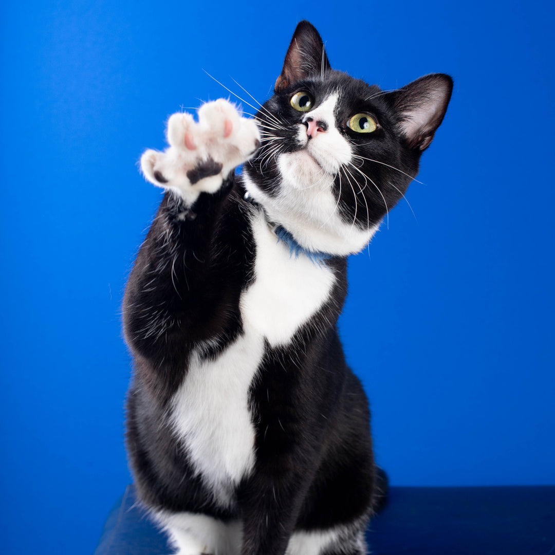 Community Cats (Feral) – Animal Friends Rescue Project