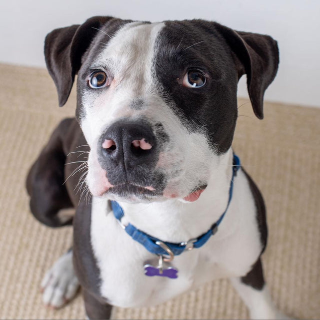 Animal Friends Rescue Project