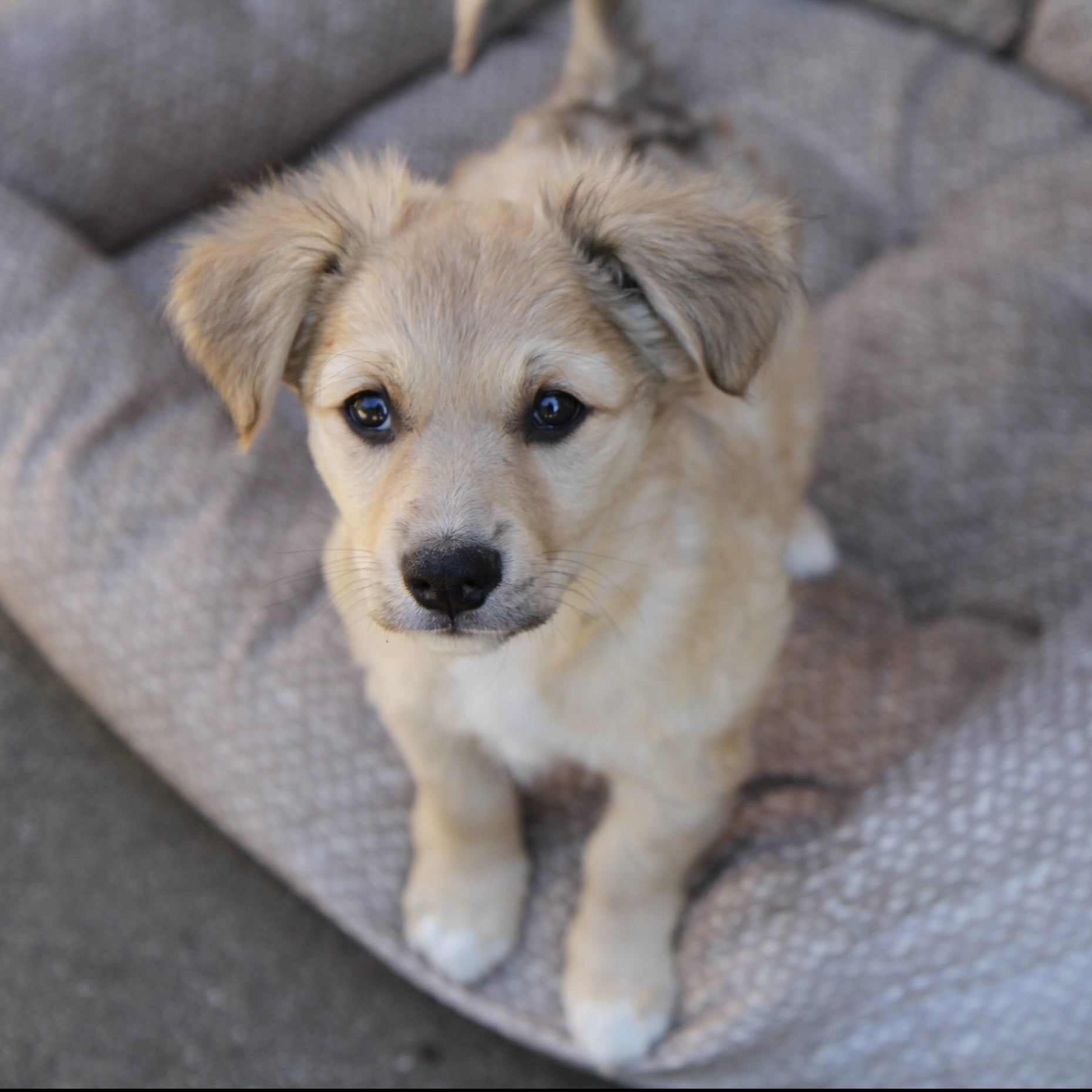 Animal Friends Rescue Project