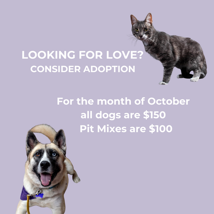 Animal Friends Rescue Project