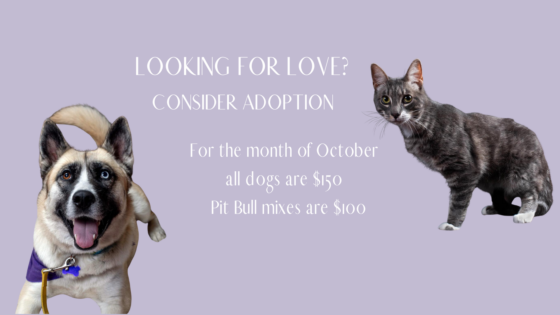 Animal Friends Rescue Project