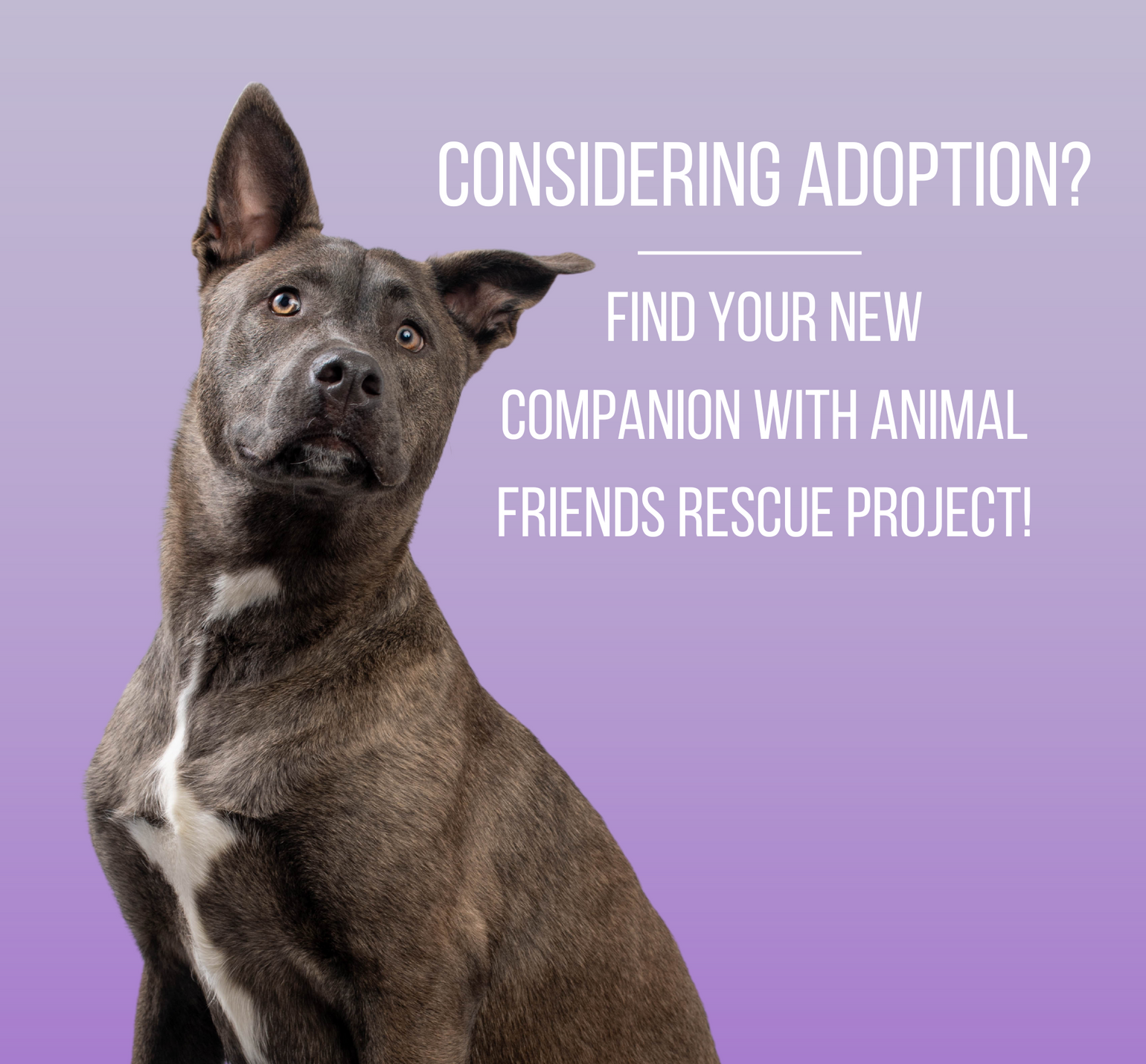 Animal Friends Rescue Project