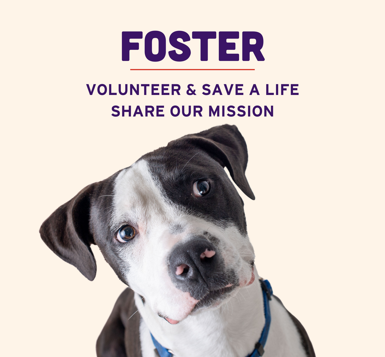 Animal Friends Rescue Project