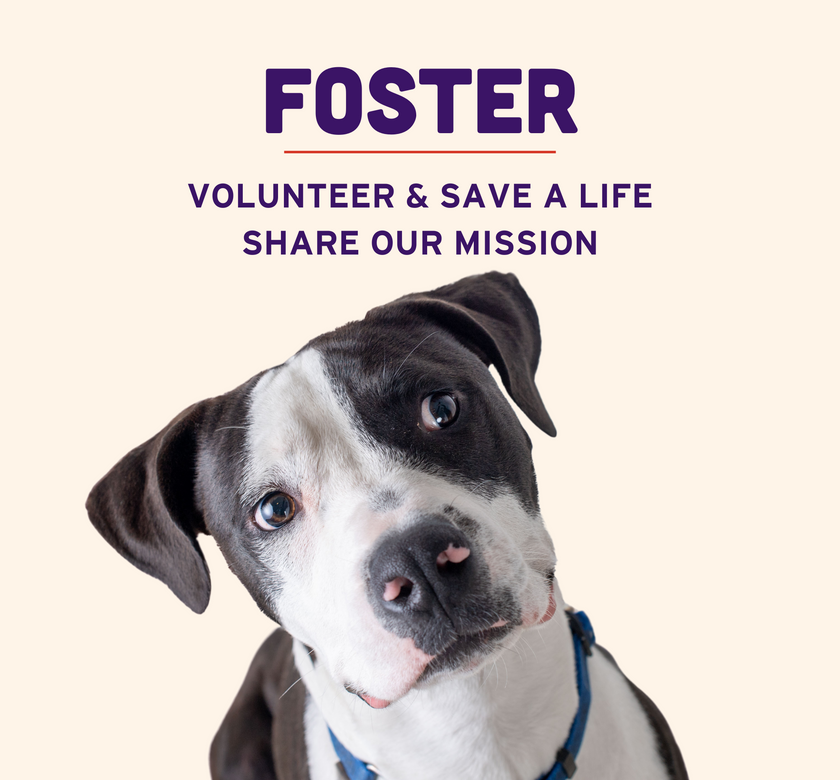 Animal Friends Rescue Project