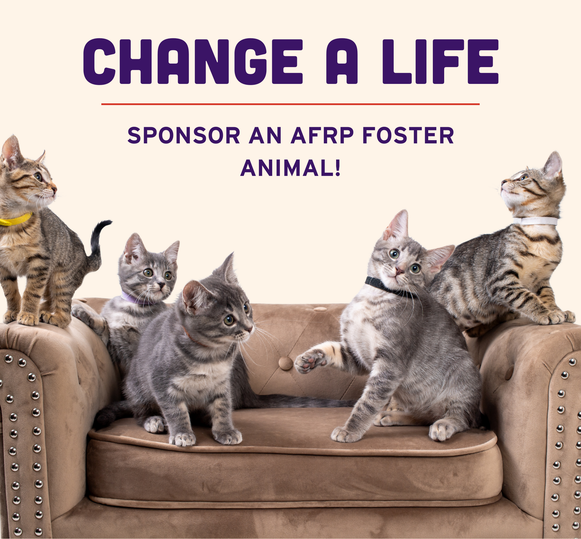 Animal Friends Rescue Project