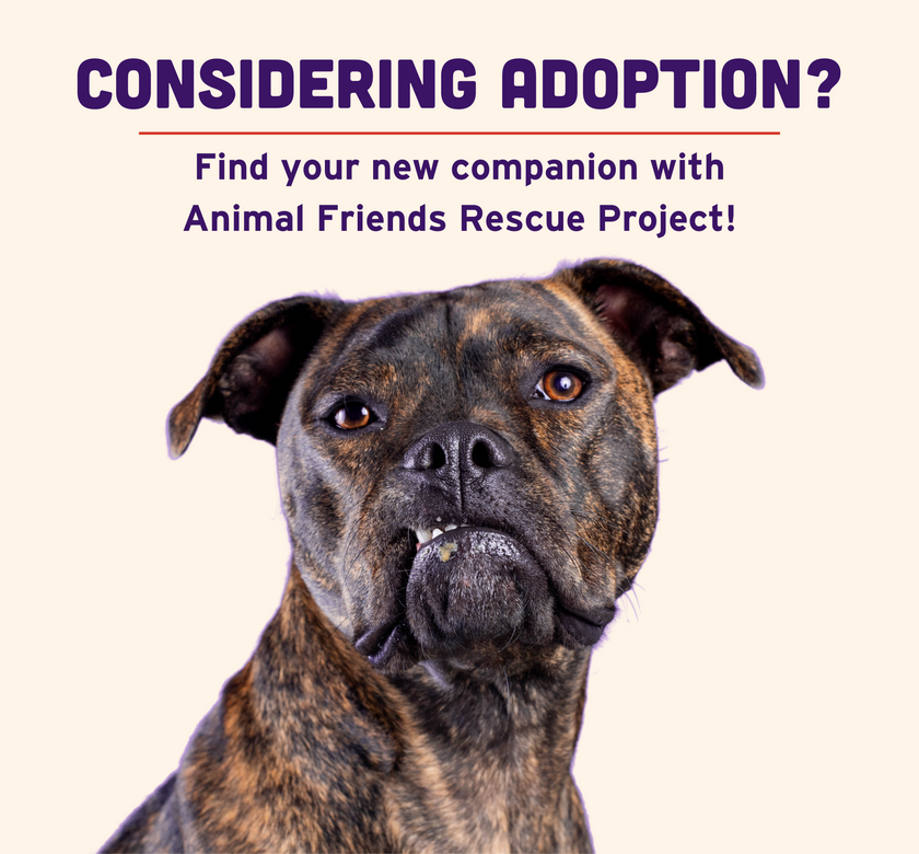 Animal Friends Rescue Project