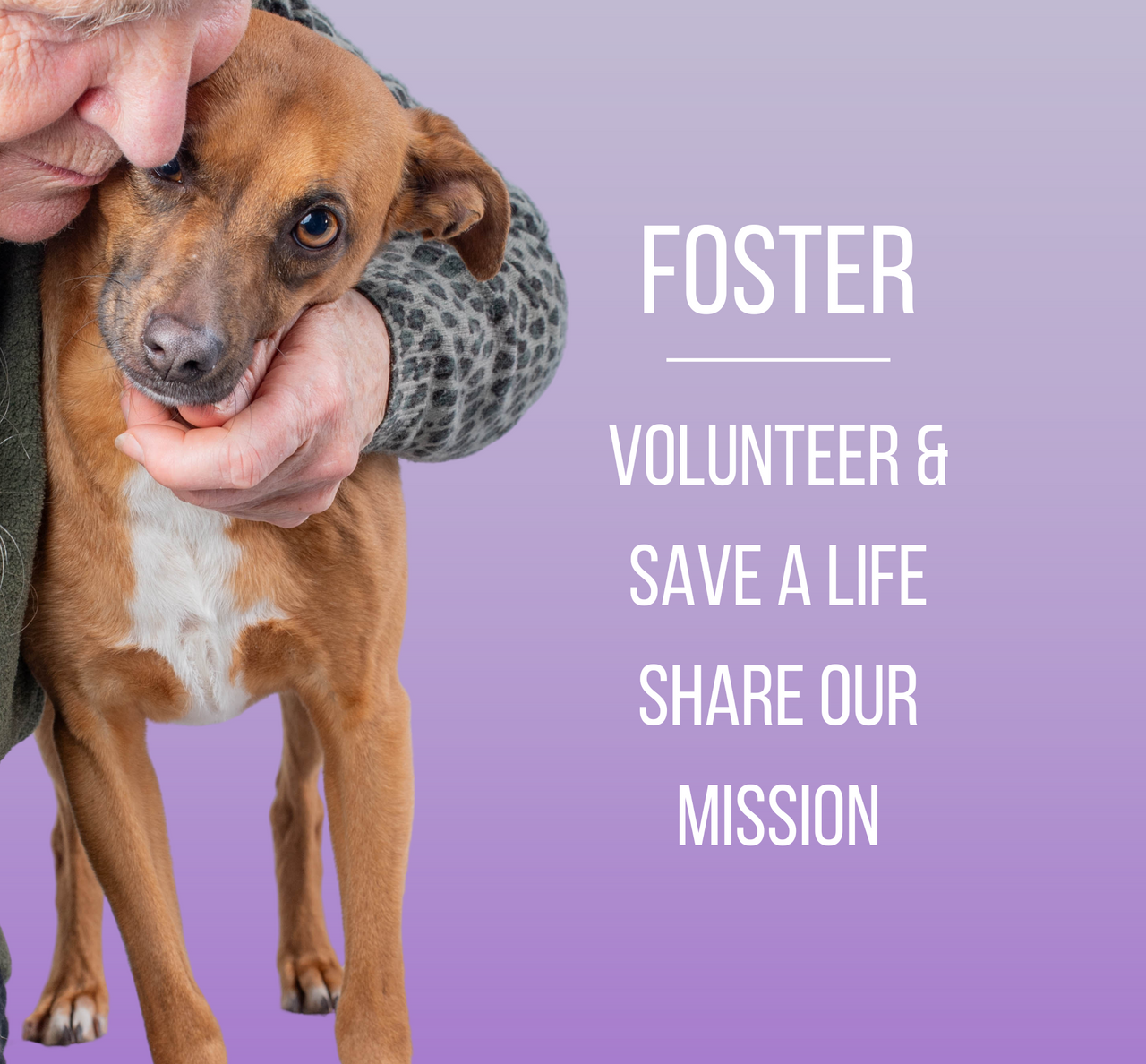 Animal Friends Rescue Project