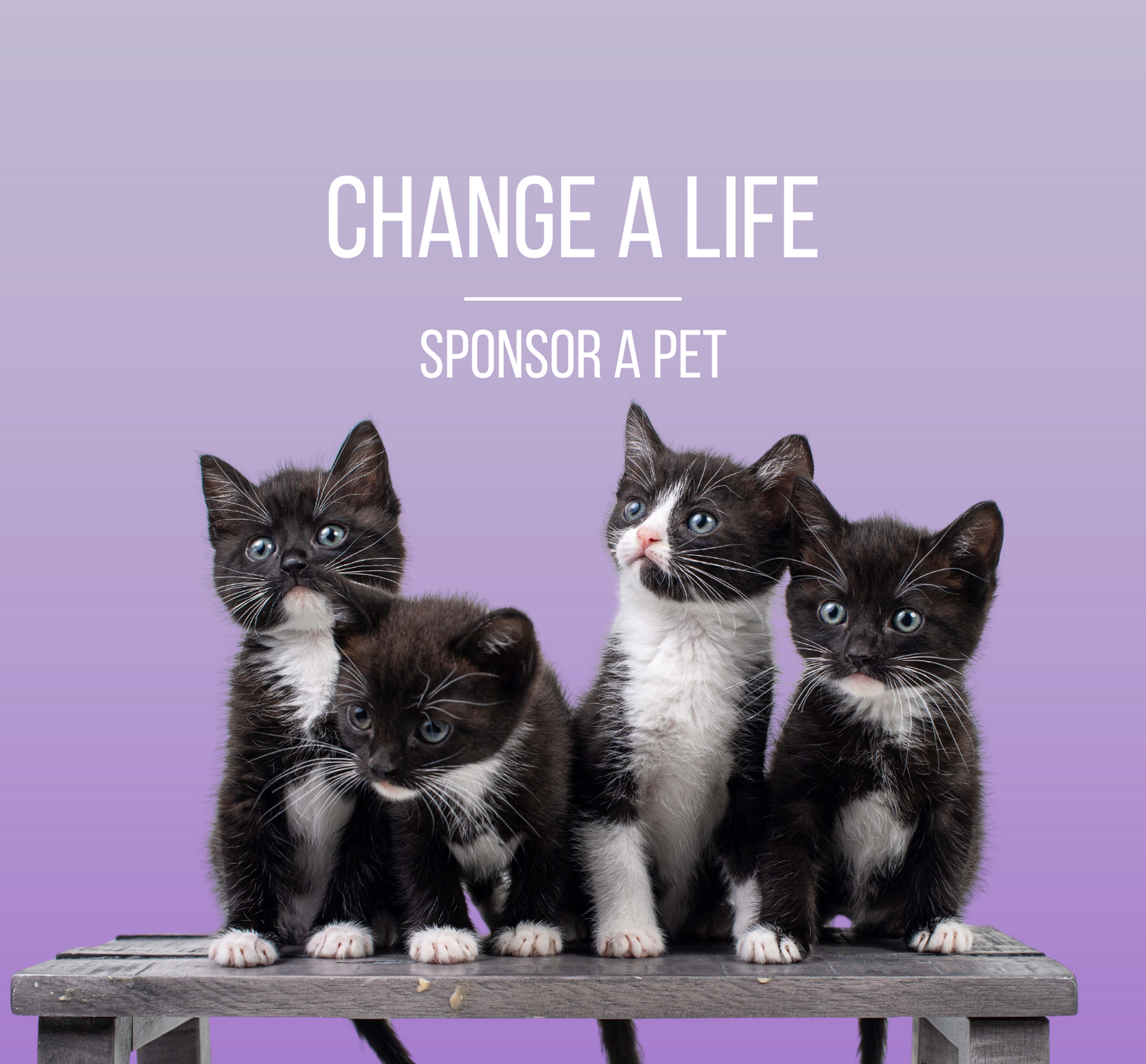 Animal Friends Rescue Project