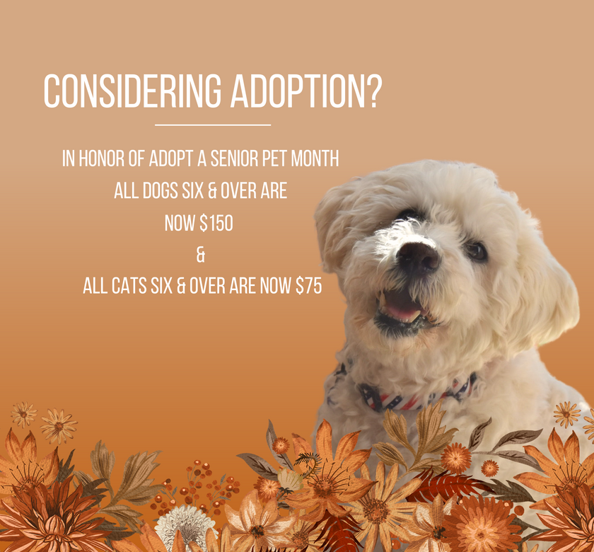 Animal Friends Rescue Project