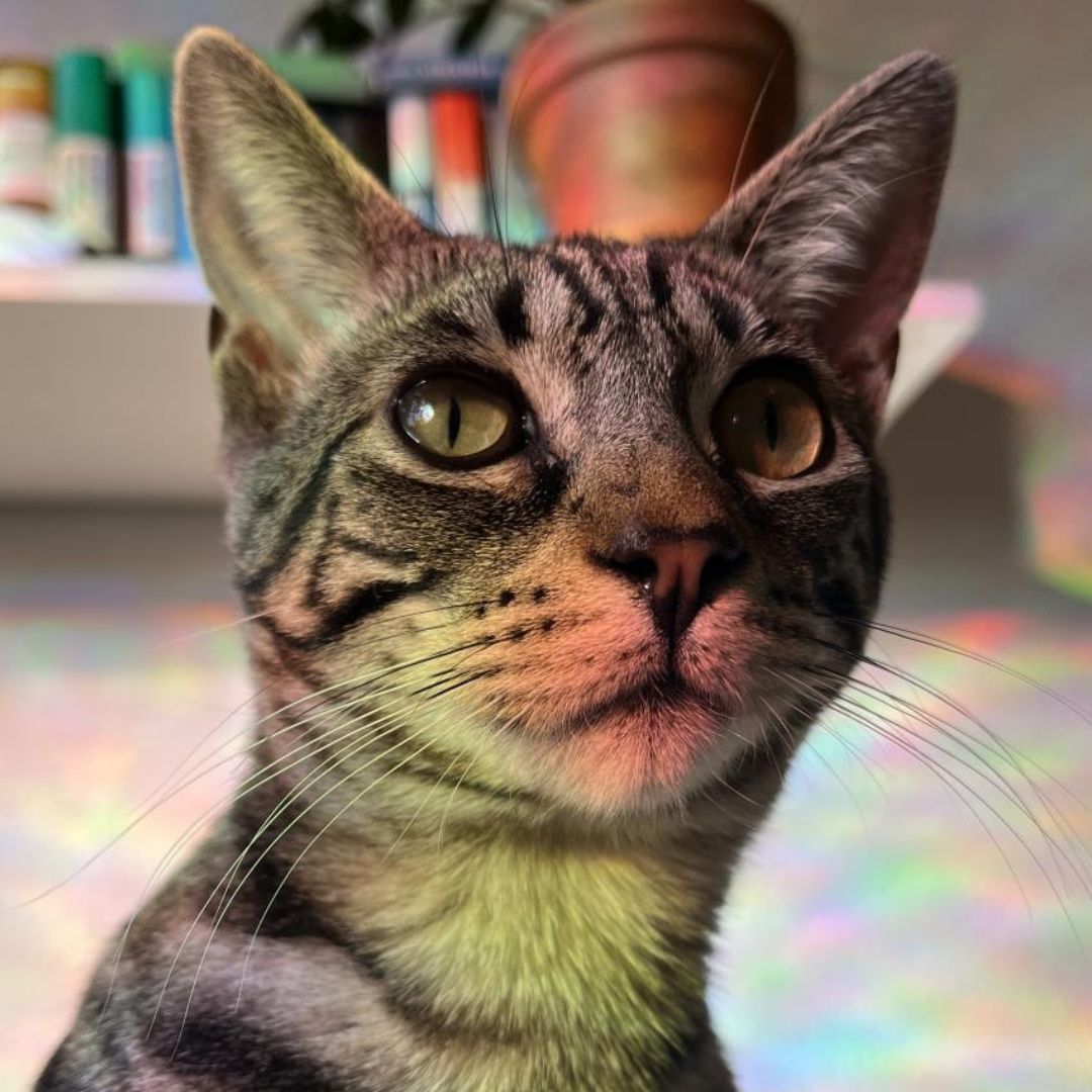 Animal Friends Rescue Project