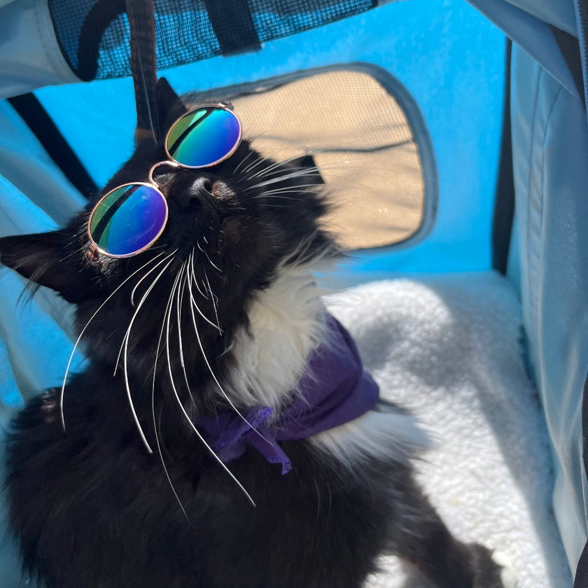 Animal Friends Rescue Project