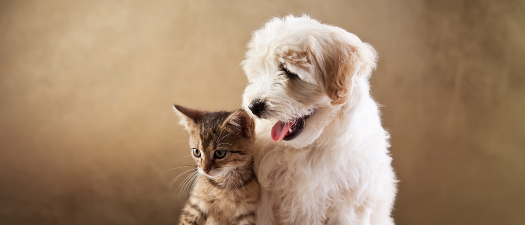 Animal Friends Rescue Project