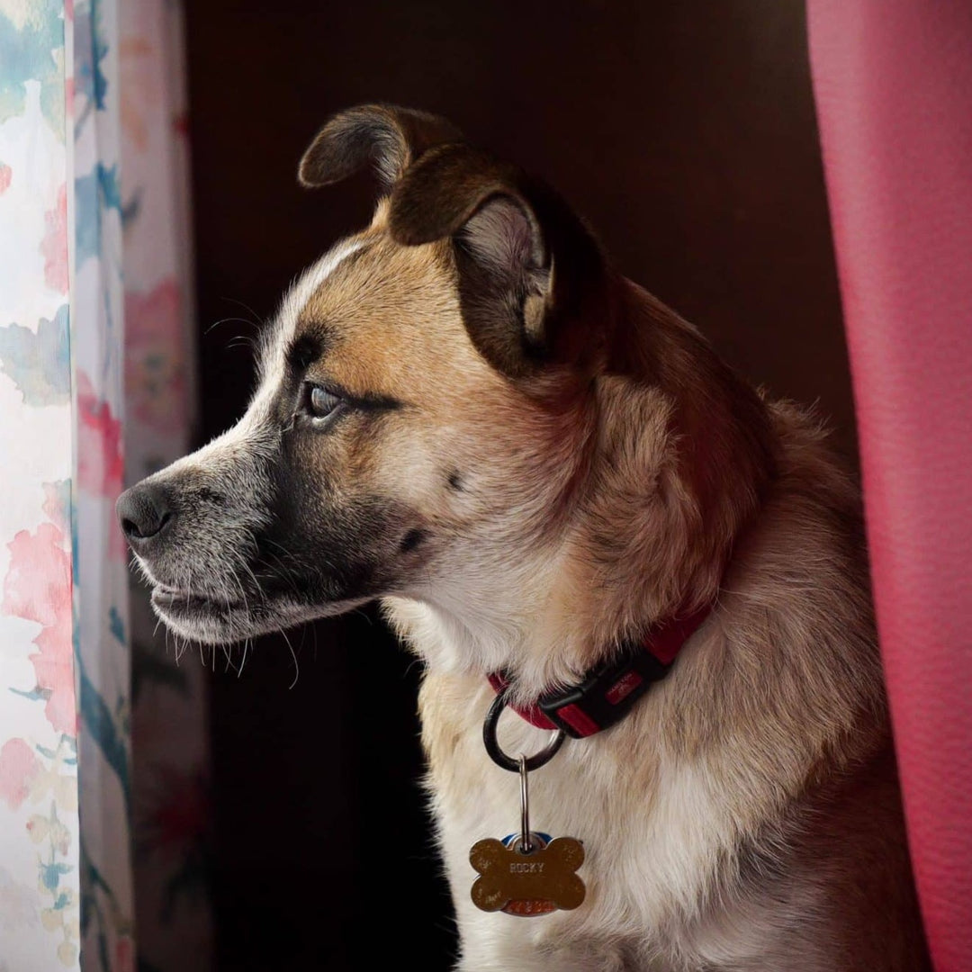 Goody Box – Animal Friends Rescue Project