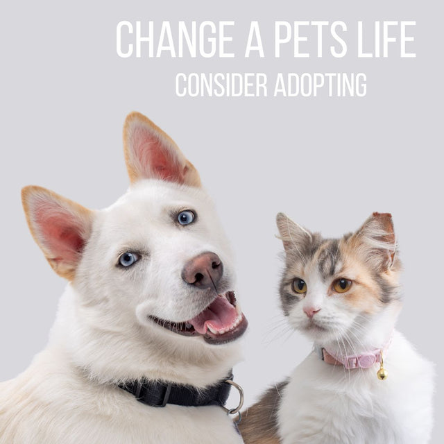 Animal Friends Rescue Project