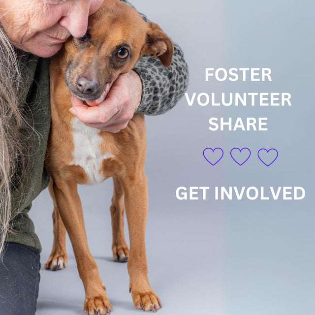 Animal Friends Rescue Project