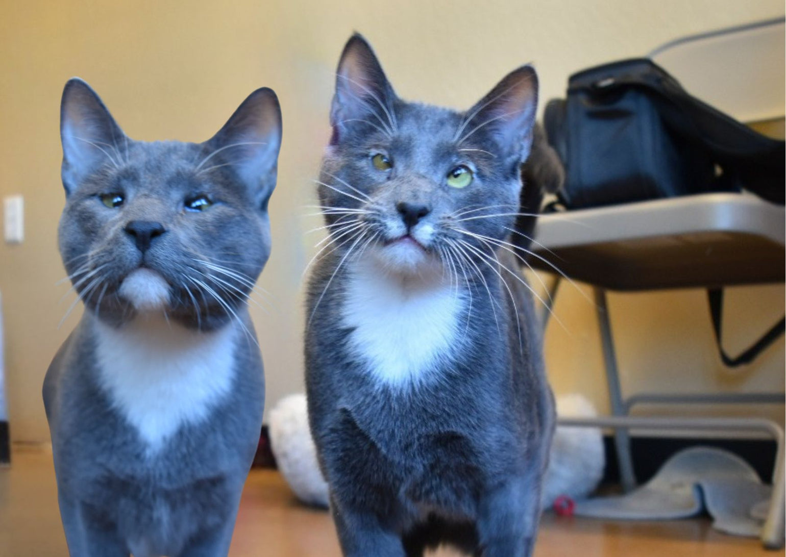 Animal Friends Rescue Project