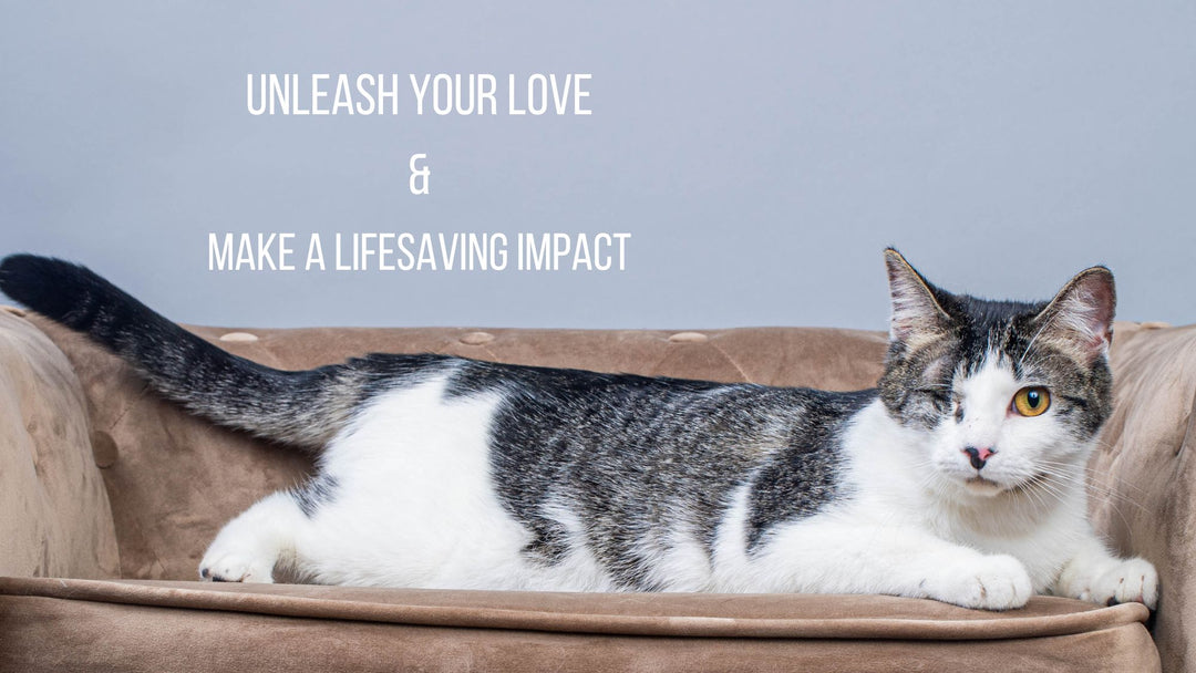 Animal Friends Rescue Project