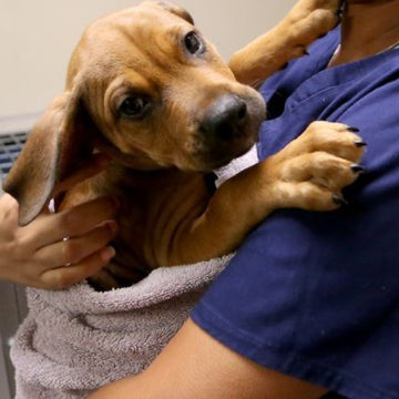 Animal Friends Rescue Project