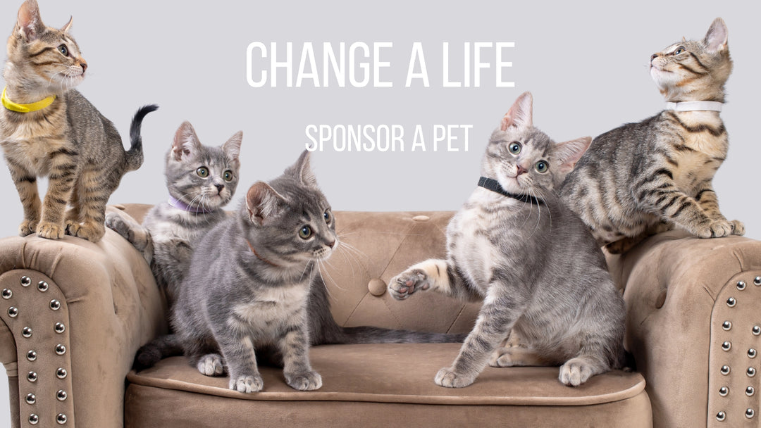 Animal Friends Rescue Project