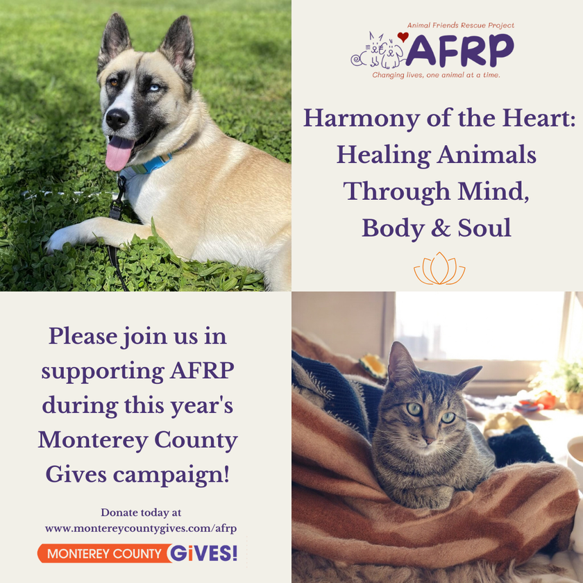 Animal Friends Rescue Project