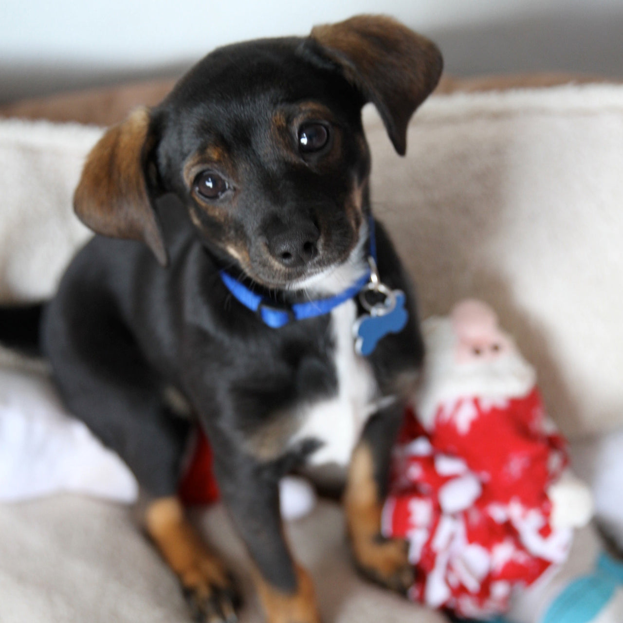 Animal Friends Rescue Project